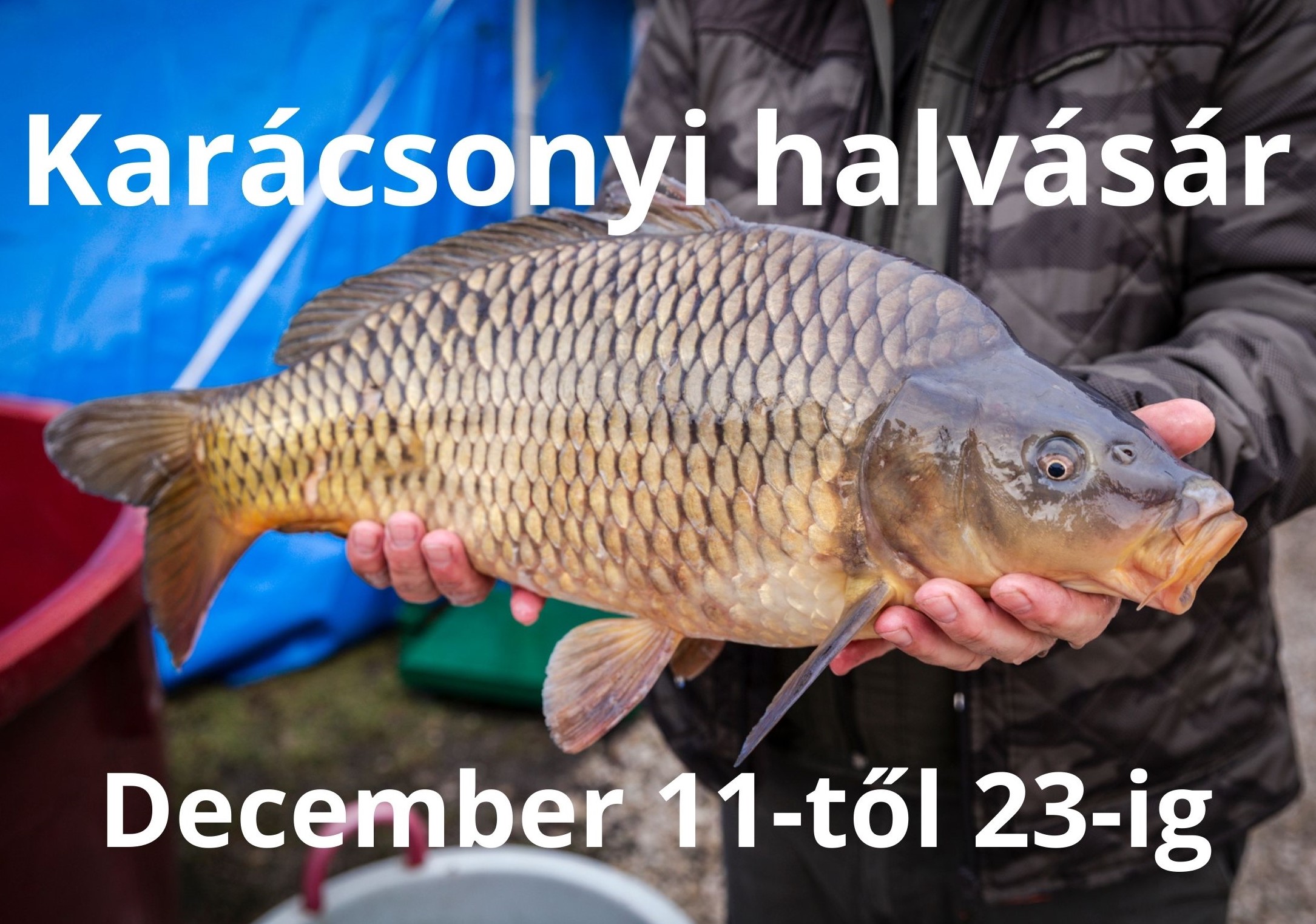 Karácsonyi halvásár a várárokban | Tata Város Hivatalos Honlapja